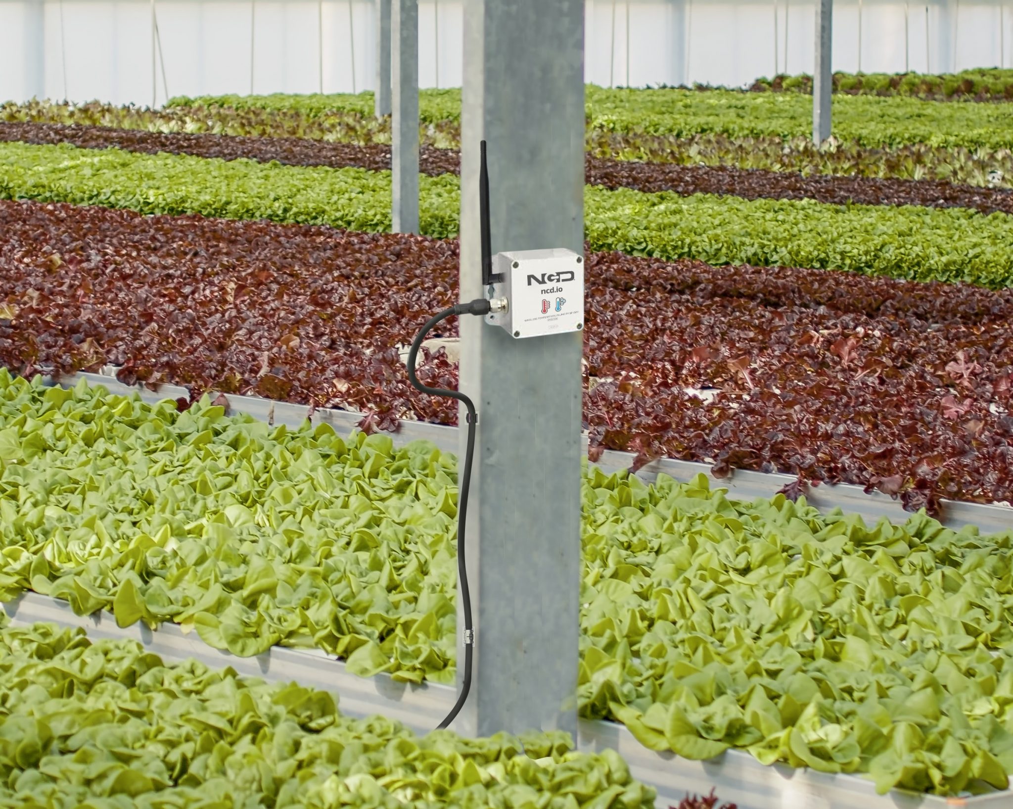 IoT Wireless Sensor Networks: Digi®Mesh vs LoRaWAN® - NCD.io